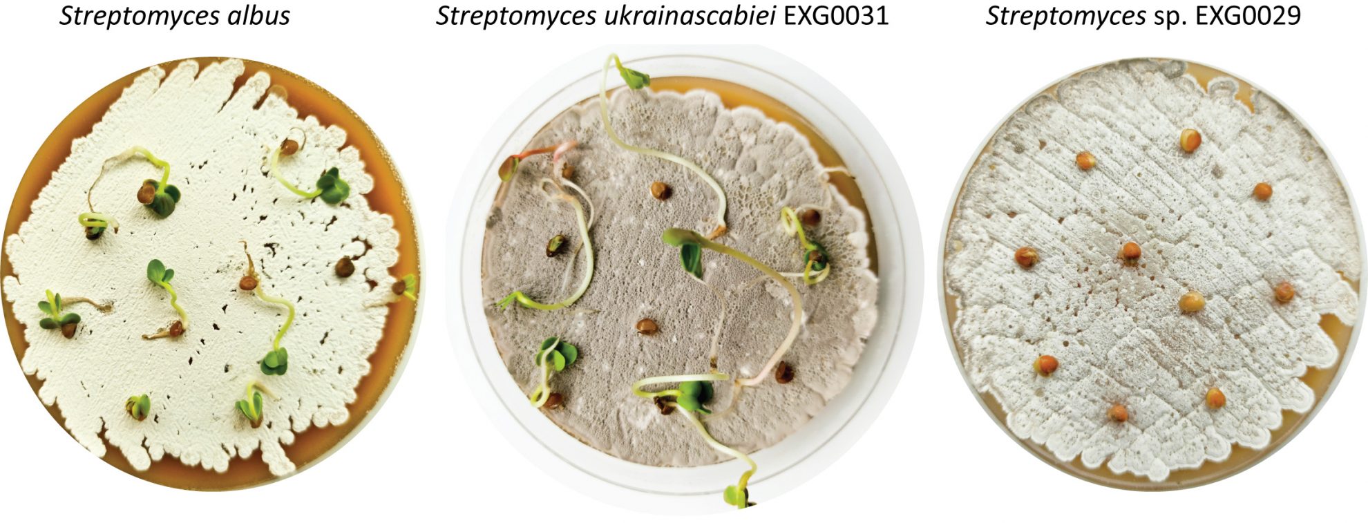 Explogen Blog – Blog